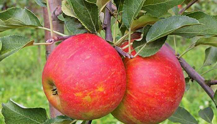 Drevesničarstvo CEGNAR